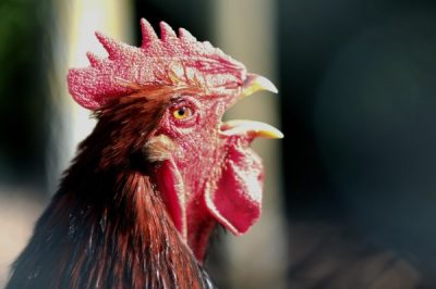 Chicken Noises: What Do They Mean? - Backyard Poultry